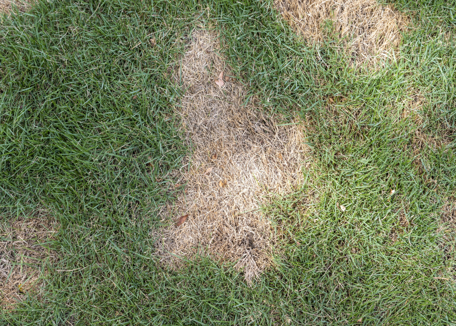 How to Repair and Revive Sun-Damaged Lawns Using Grass Seed and Mulch ...
