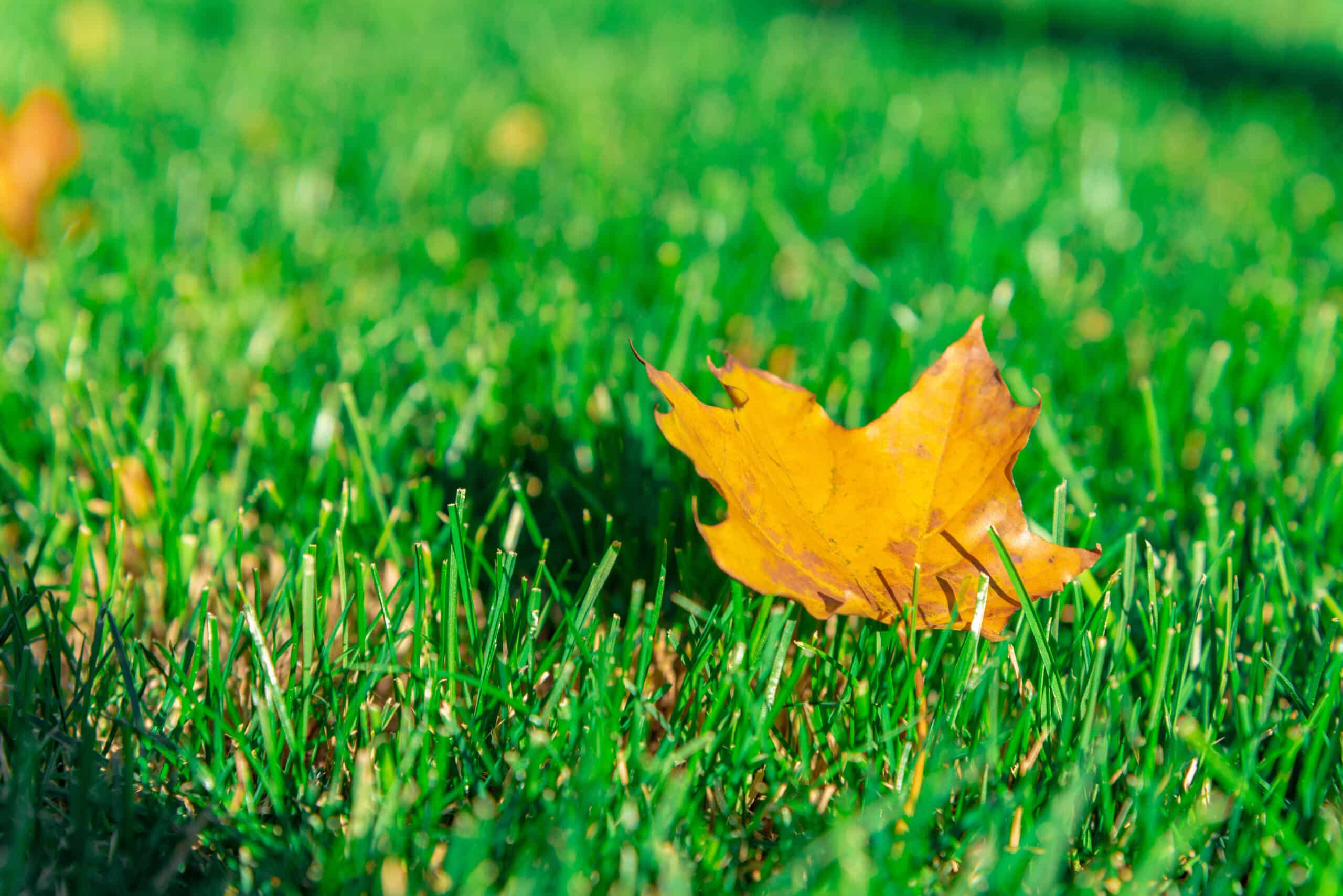 Topsoil vs. Sod: What Contractors Need for Fall Lawn Renovations - FSI ...
